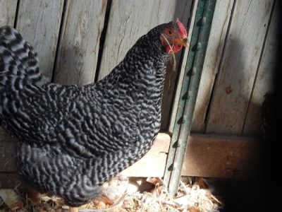 Understanding Sex-Link Chickens Today - Backyard Poultry